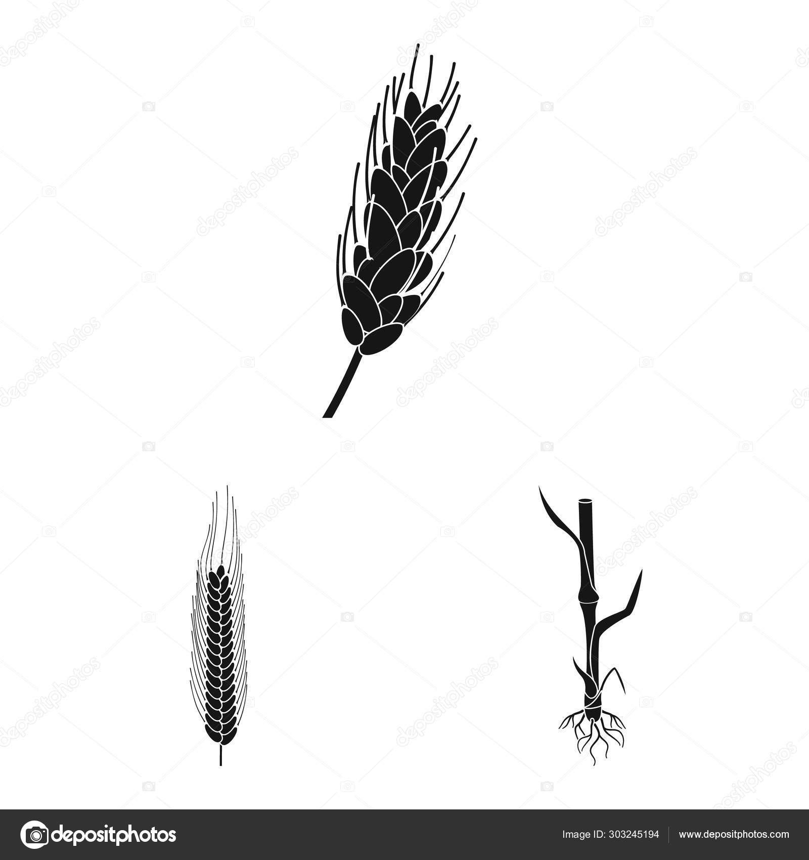 Vector design of rye and plant symbol. Collection of rye and corn ...