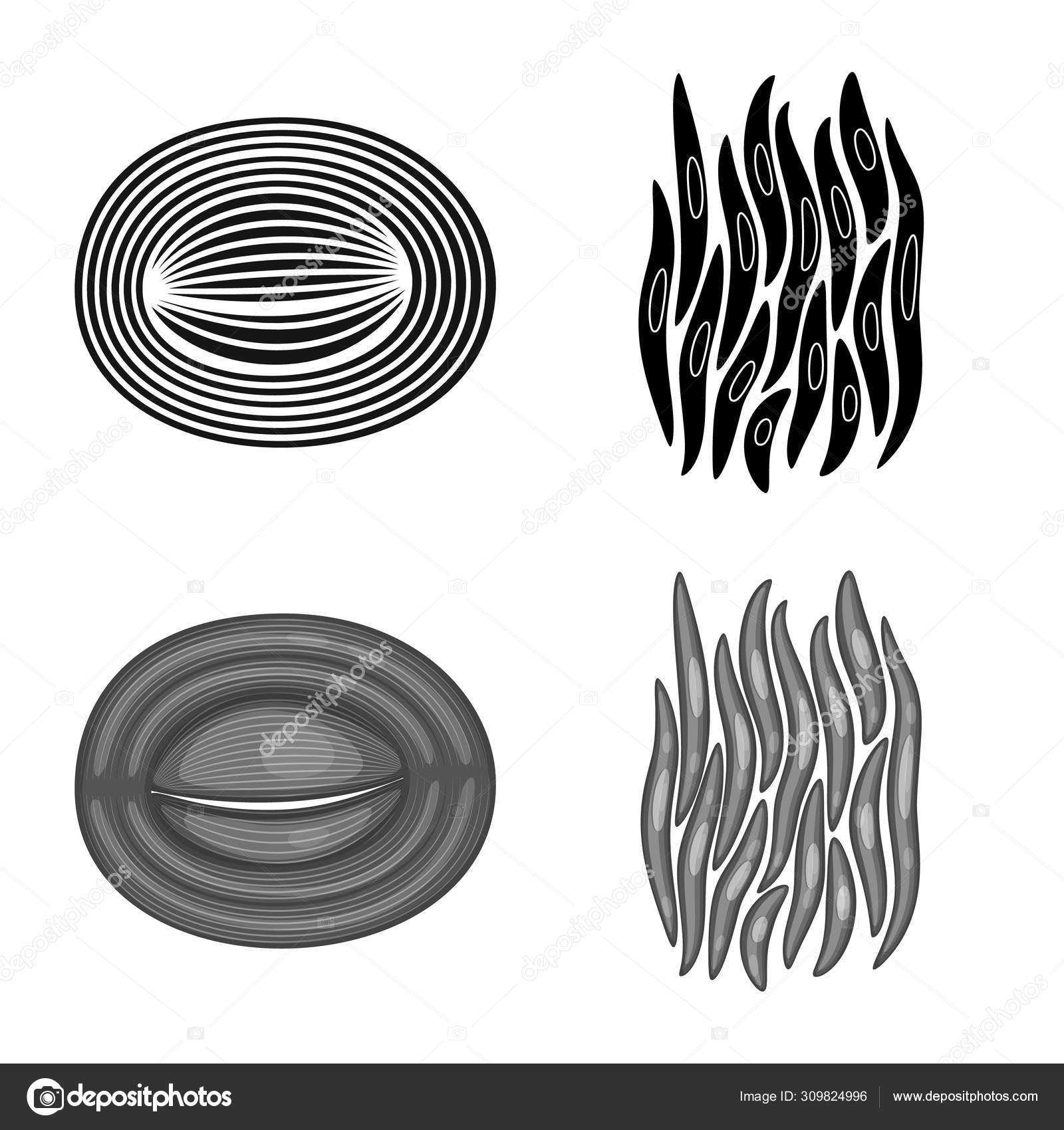 Vector design of fiber and muscular logo. Set of fiber and body vector ...