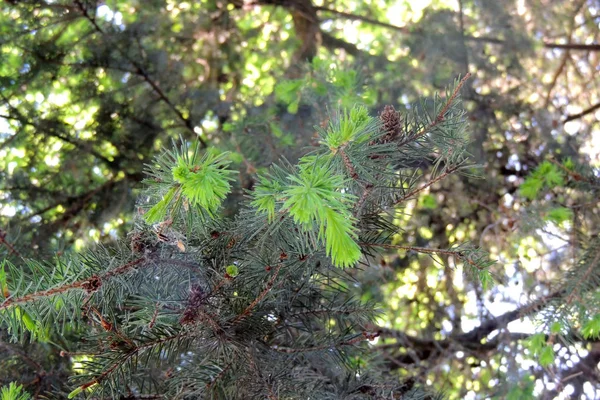 Baby cypress tree Stock Photos, Royalty Free Baby cypress tree Images ...