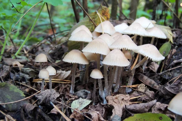 The poisonous Stock Photos, Royalty Free The poisonous Images ...