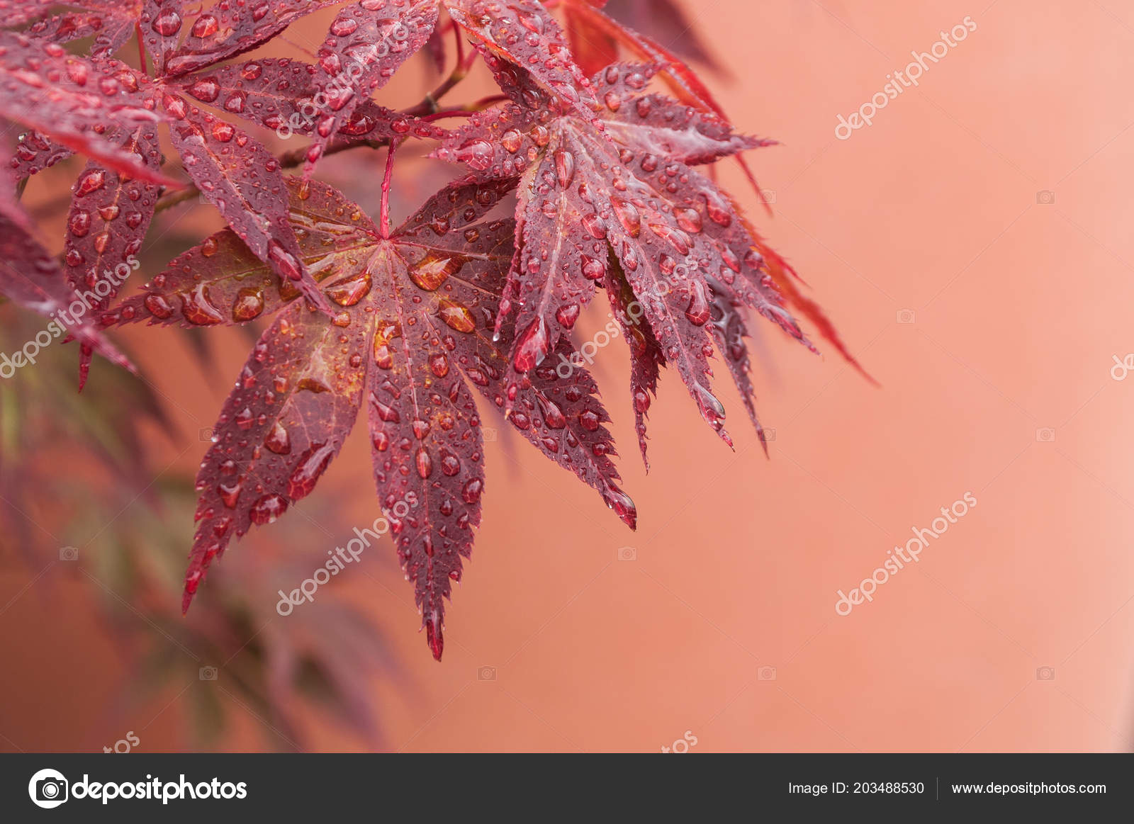 Closeup Rain Drops Red Japanese Maple Leaves Japanese Garden Stock ...