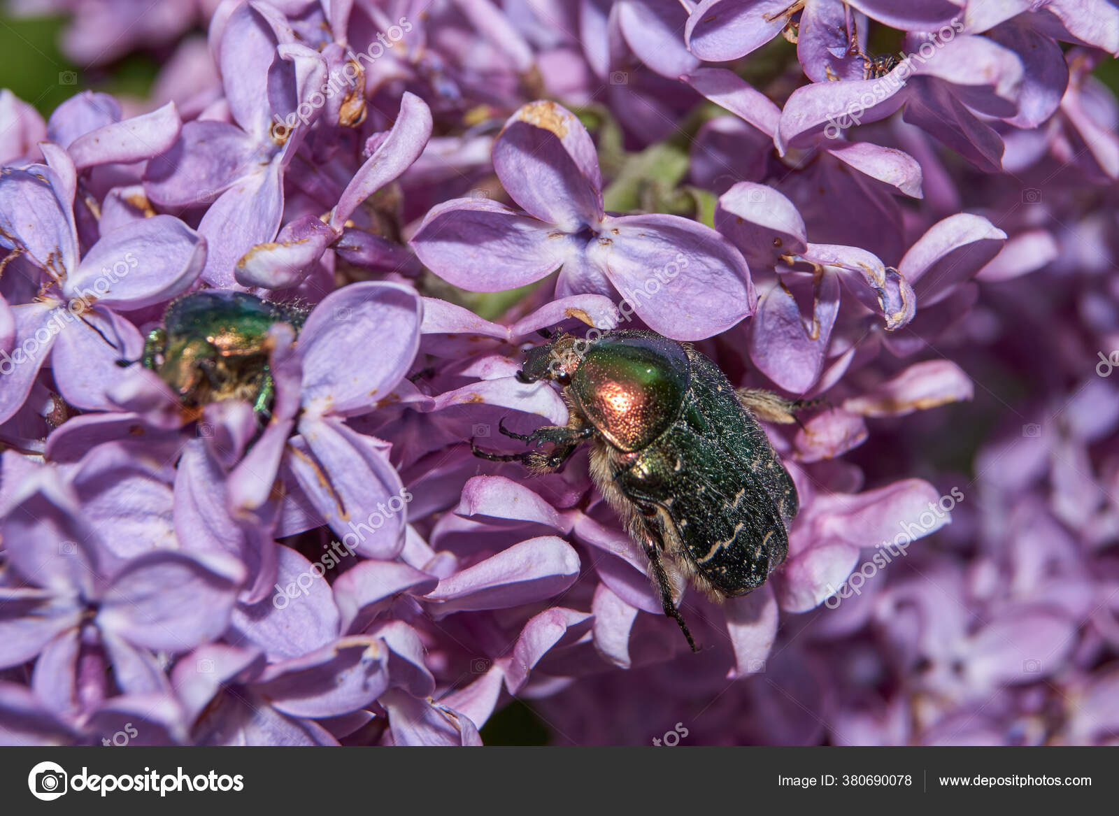 Golden Bronze Lat Cetonia Aurata Species Winged Subfamily Bronzes ...