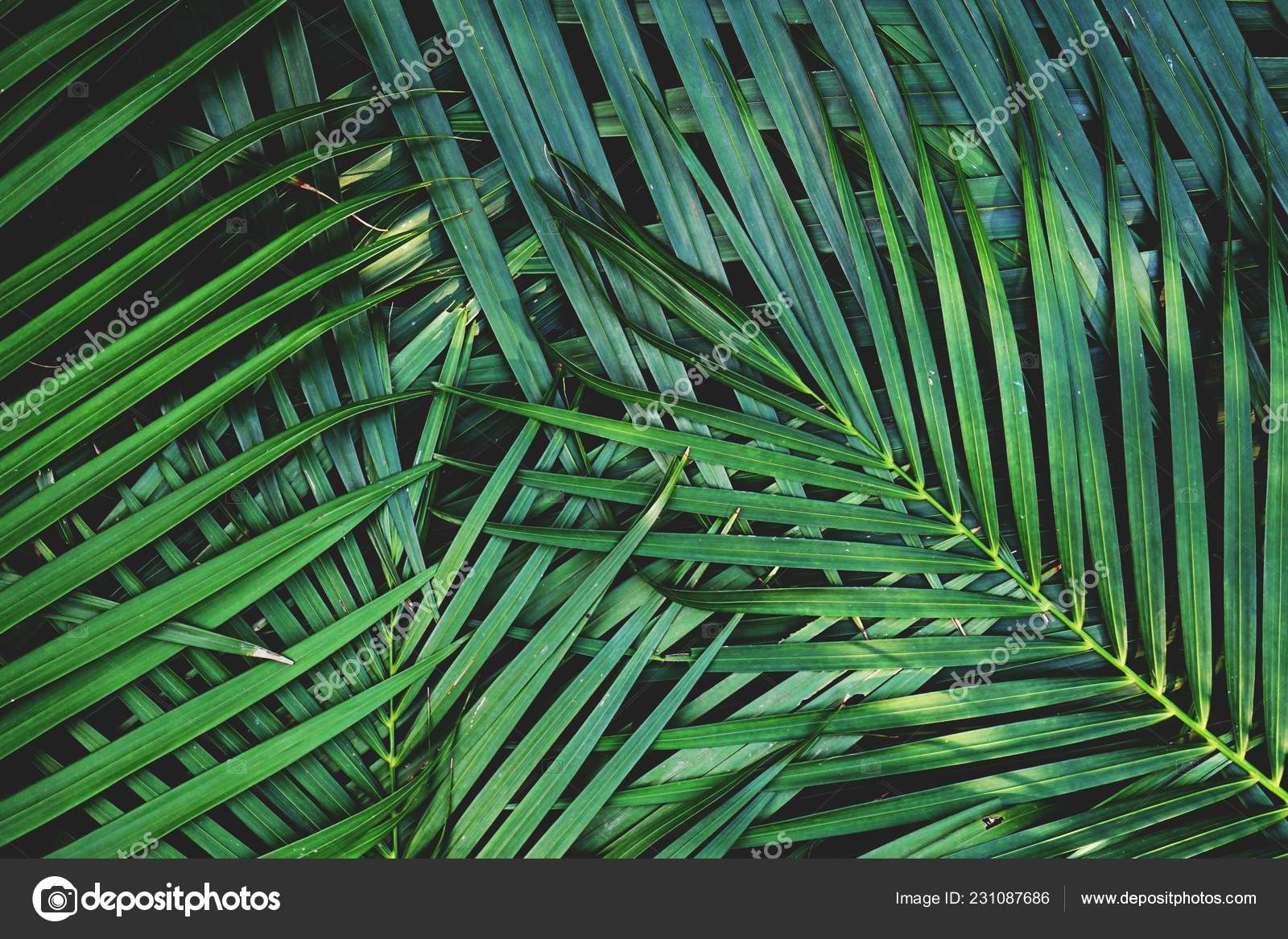 Dark Green Palm Leaf Texture Background Tropical Jungle Tone Concept