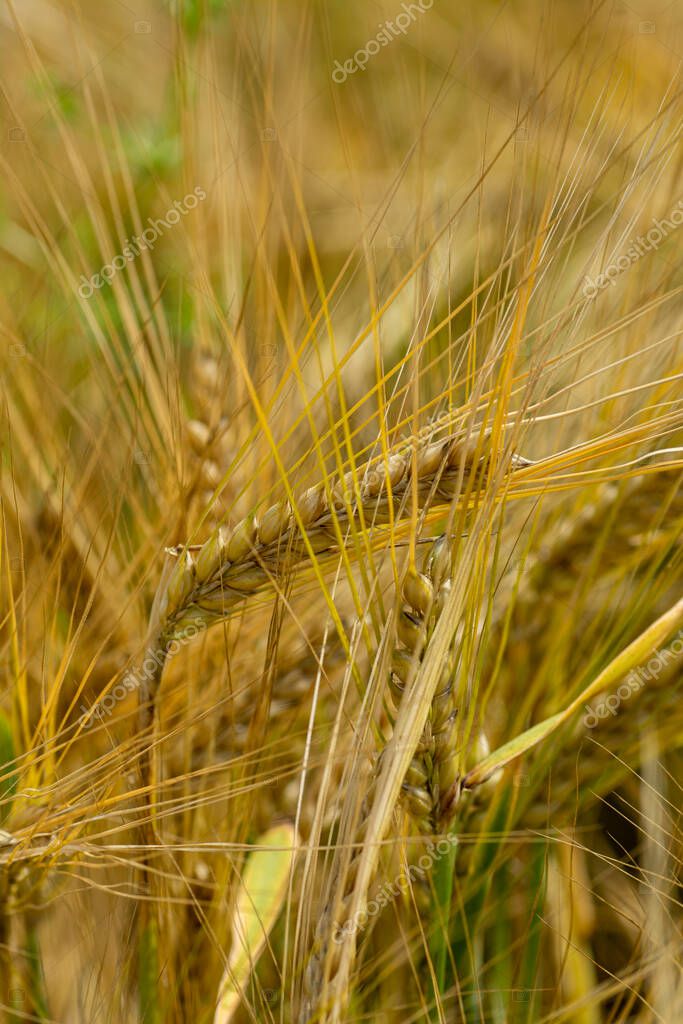 Crecimiento de la cebada. Planta de cebada, espiga de cebada verde.. 2023