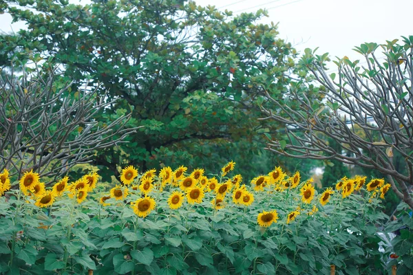 Sunflower Farm Jalajala Rizal | Best Flower Site