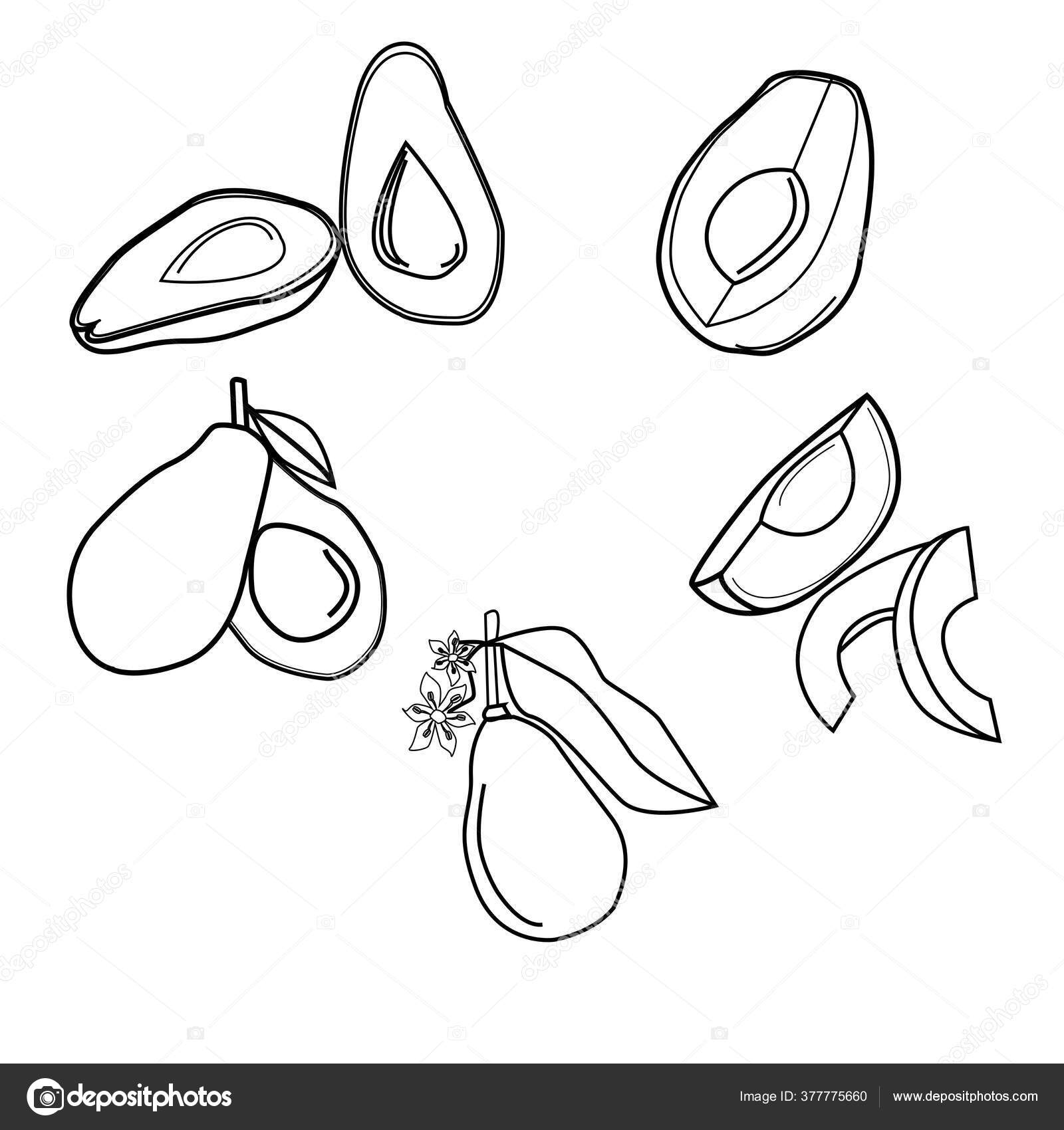 Outline Vectore Illustration Avocado Set Design Creativity Stock Vector ...
