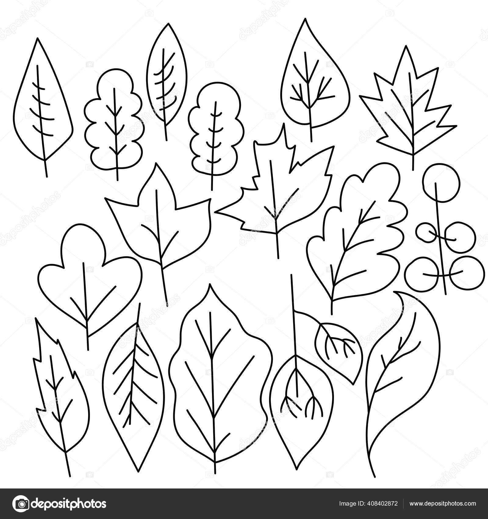 Set Doodle Leaves Different Trees Simple Image Leaf Coloring Page Stock ...