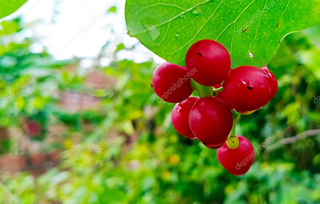 Tinospora cordifolia, que es conocida por los nombres comunes de ...