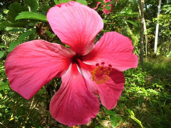 National flower of nicaragua Stock Photos, Royalty Free National flower ...