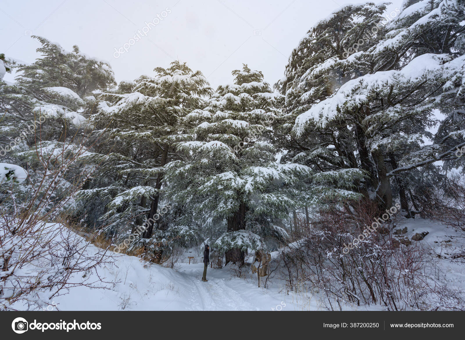 Preserved Cedar Trees Tannourine Reserve Forest Covered Fresh Winter ...