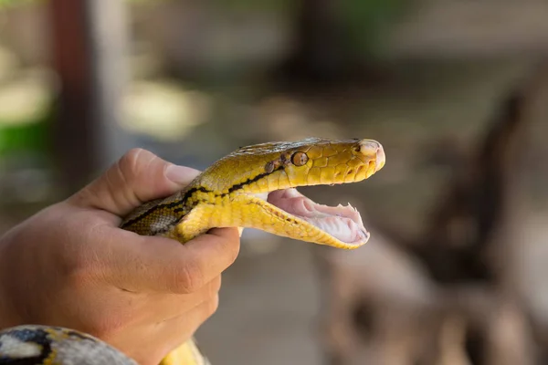 Man With Snakes On Head