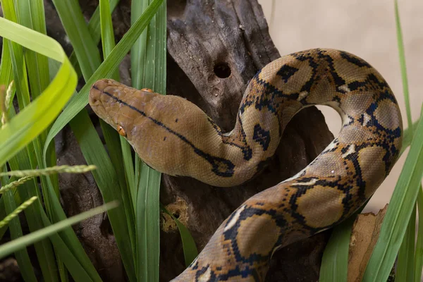 Reticulated python Stock Photos, Royalty Free Reticulated python Images ...