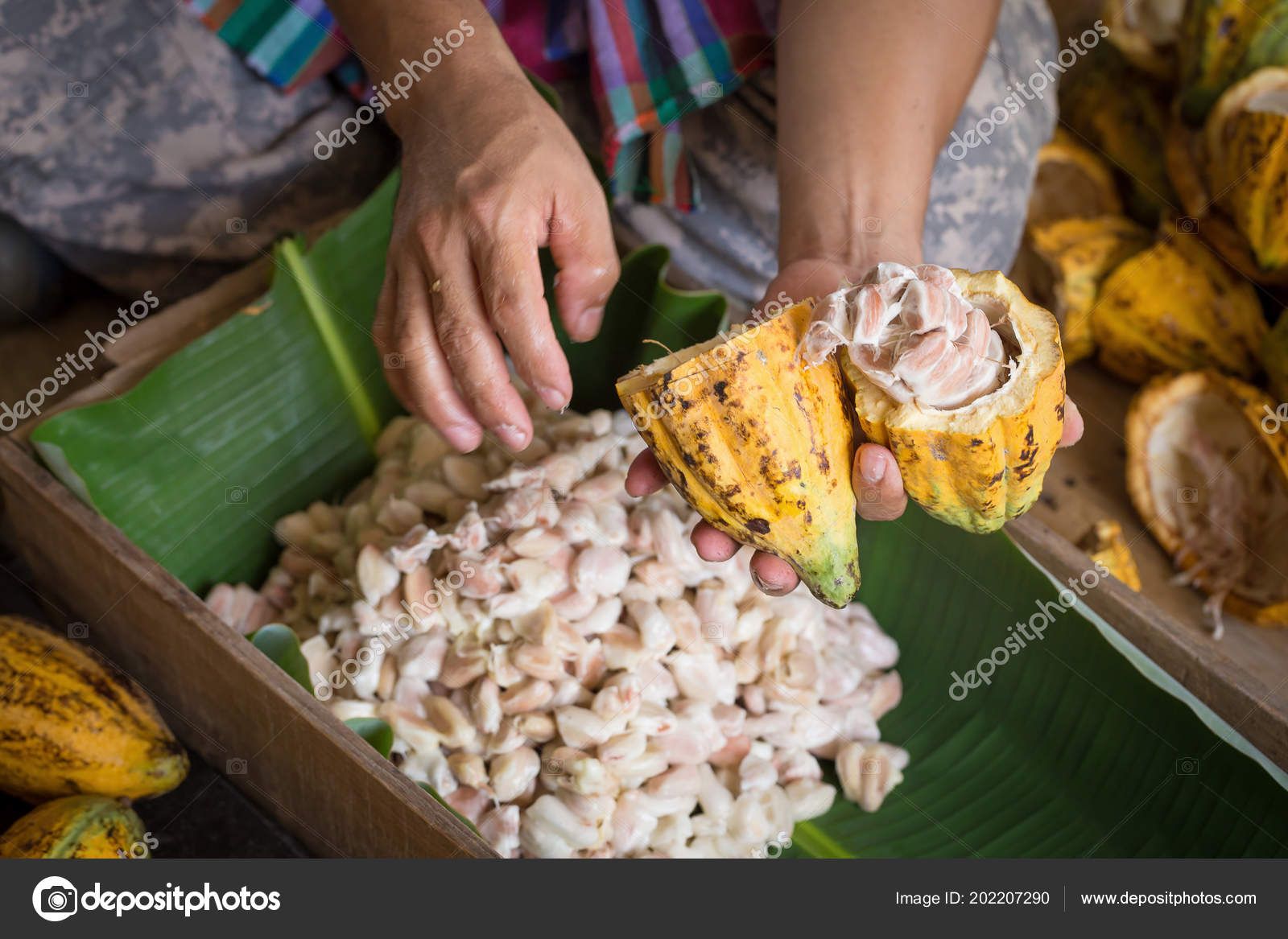 Inside Cocoa Pods