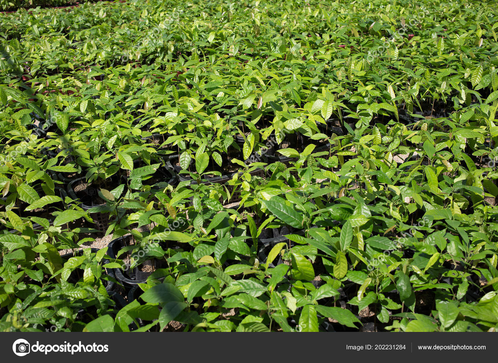 Small cocoa tree on the farm plantation Stock Photo by ©kaiskynet@gmail ...