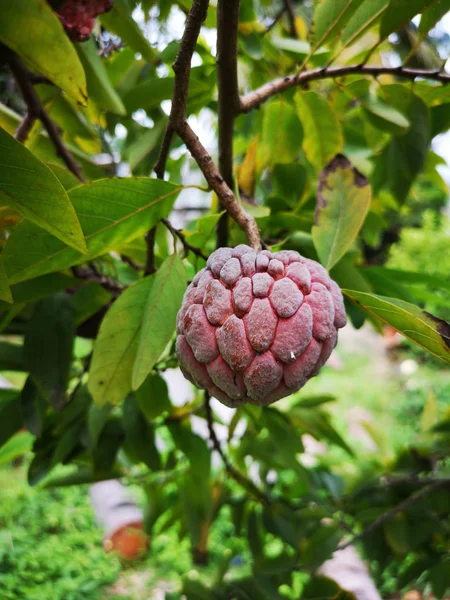 Fruits of bhutan Stock Photos, Royalty Free Fruits of bhutan Images ...
