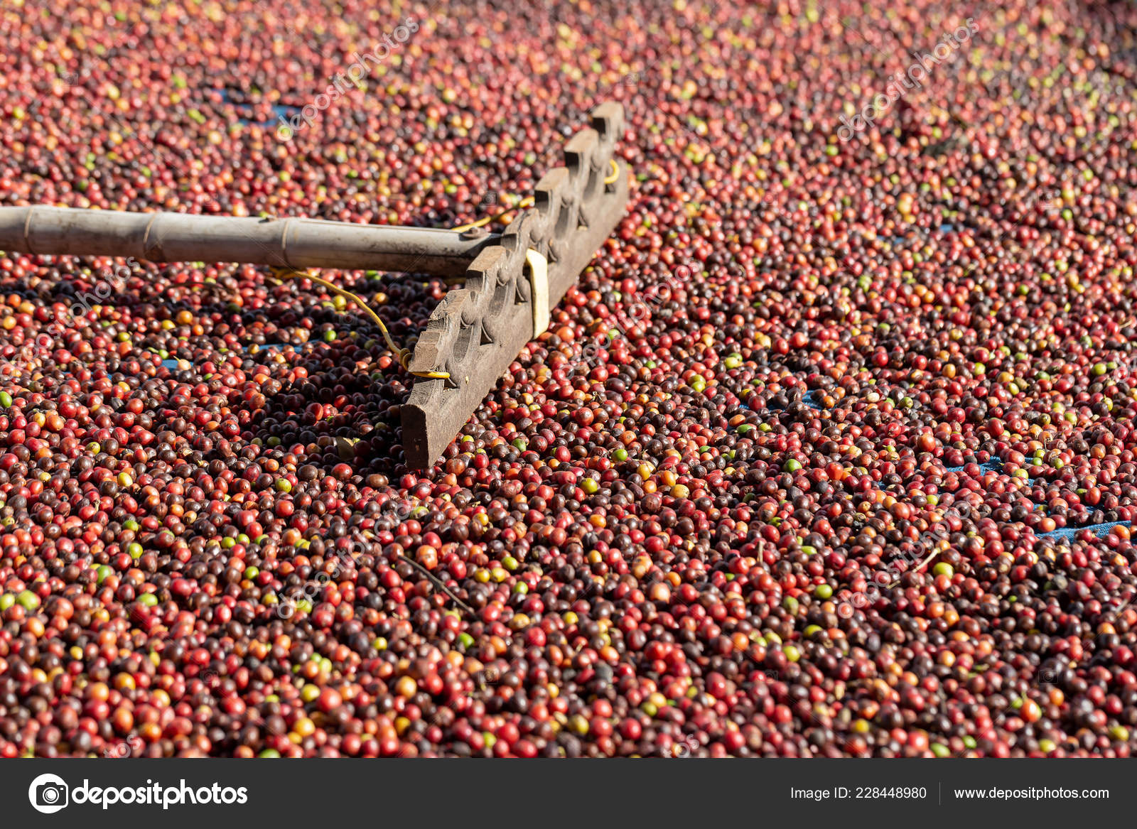 Fresh Arabica Red Coffee Beans Berries Drying Process Stock Photo by ...