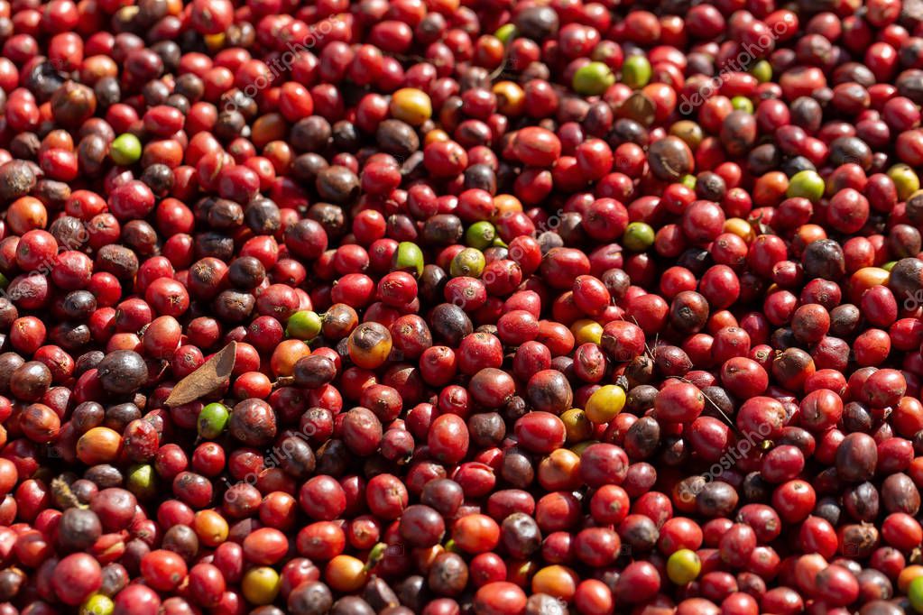 Fresco Arábica granos de café rojo bayas y proceso de secado. 2022