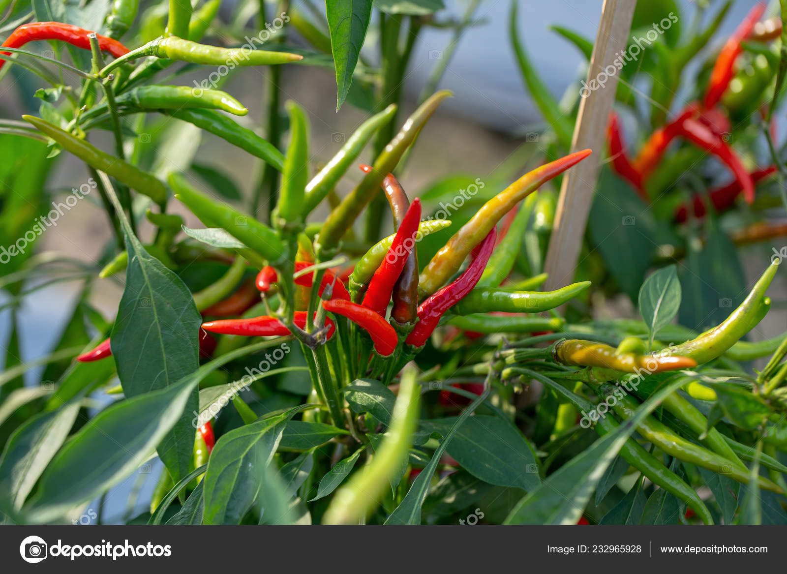 Green Chilli Tree