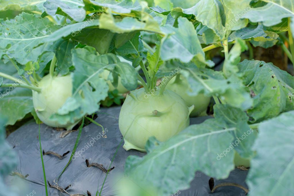 Col de Kohlrabi o planta de nabo que crece en la granja agrícola. 2022