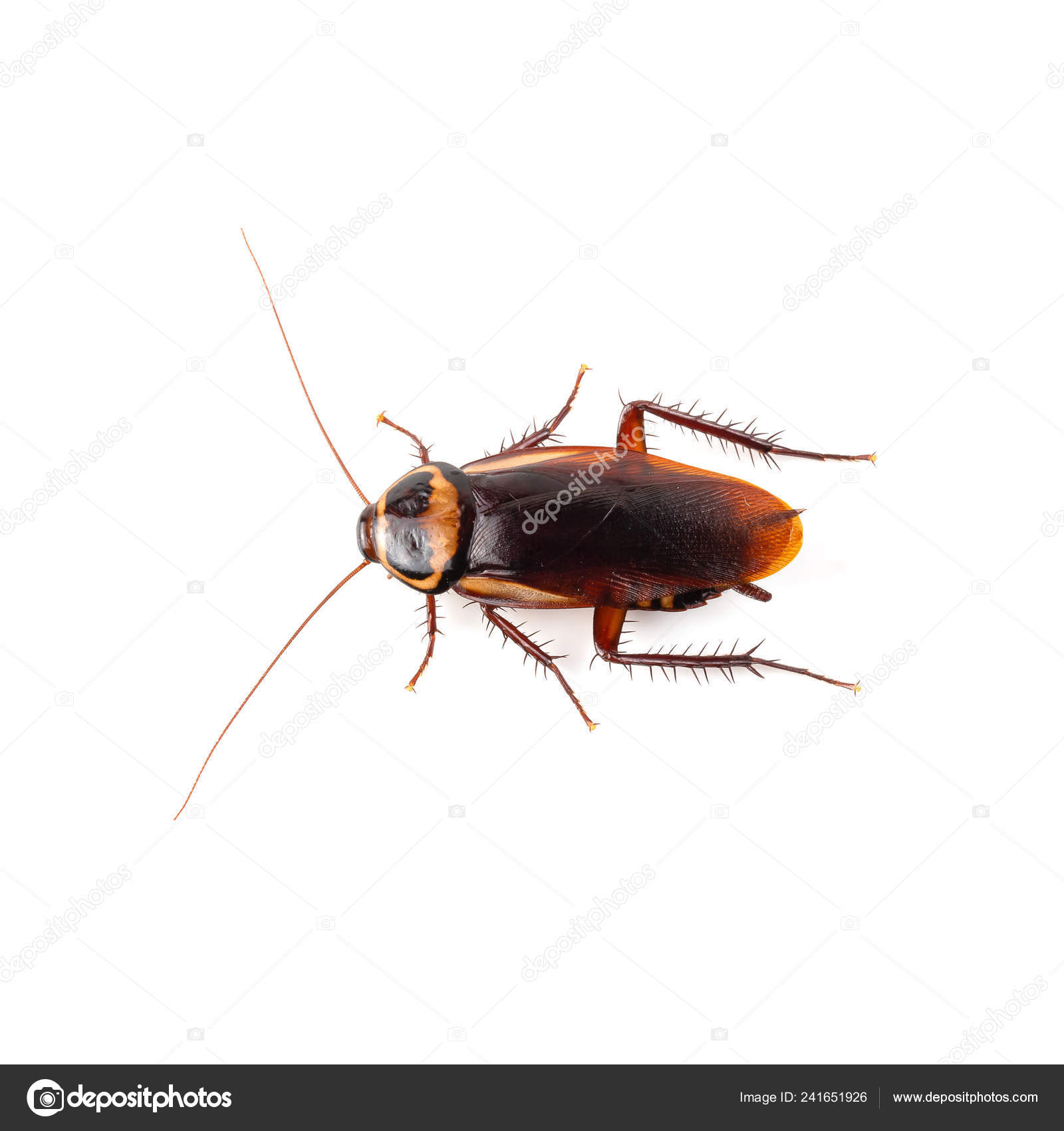 Close Cockroach Isolated White Background — Stock Photo © kaiskynet ...