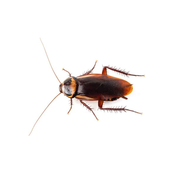 Cockroach isolated white background Stock Photos, Royalty Free ...