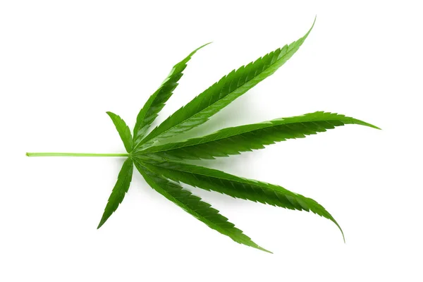 Marijuana Leaf Green Cannabis Leaf Isolated White Background Stock ...