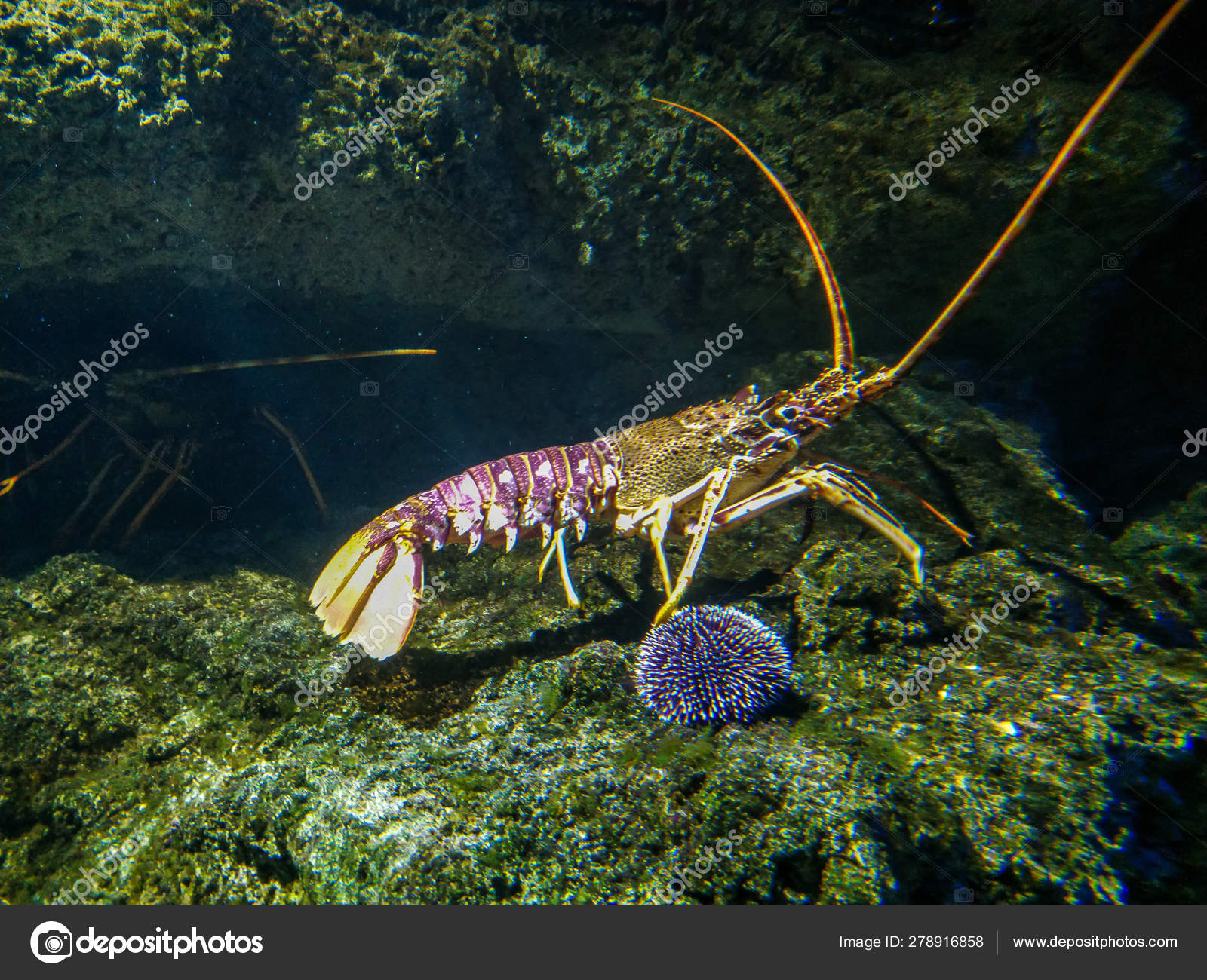 Green Spiny Lobster