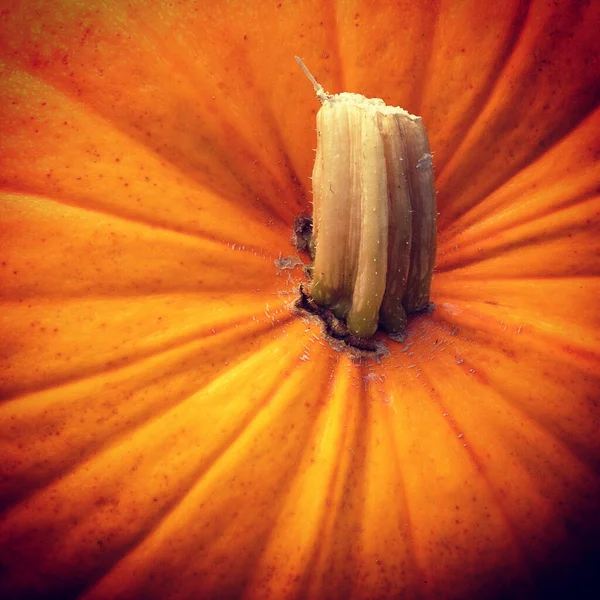 Pumpkin close up Stock Photos, Royalty Free Pumpkin close up Images ...