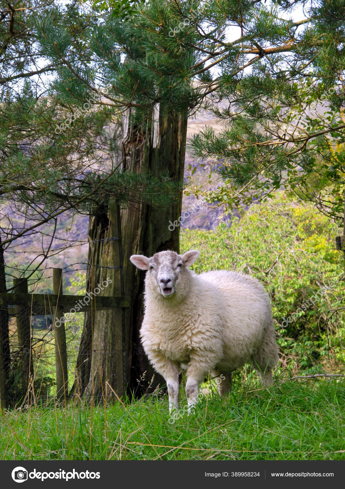 Single Sheep Posing Edge Field Ambleside Lake District Cumbria — Stock ...