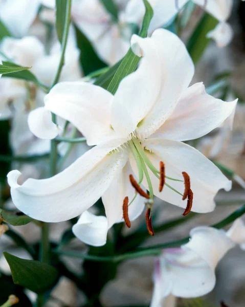 White lilly flowers Stock Photos, Royalty Free White lilly flowers ...