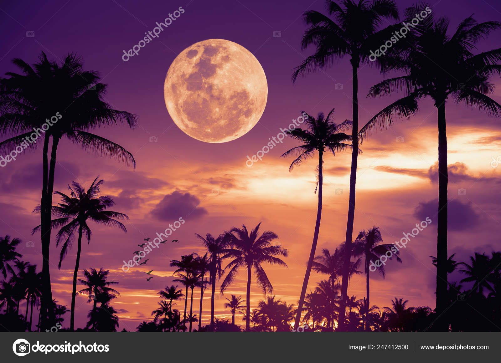 Tropical Night Full Moon Palm Leaf Birds Fly Abstract Background Stock ...