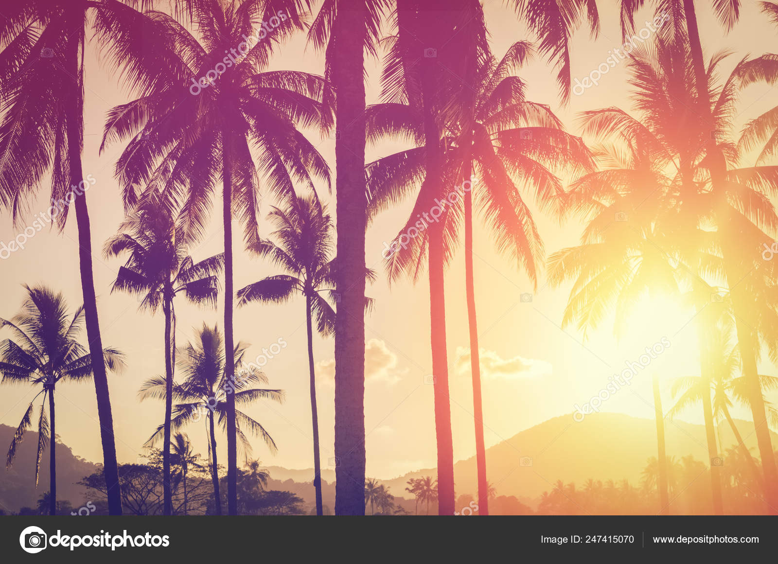 Palm Tree Silhouette Sunset Tumblr