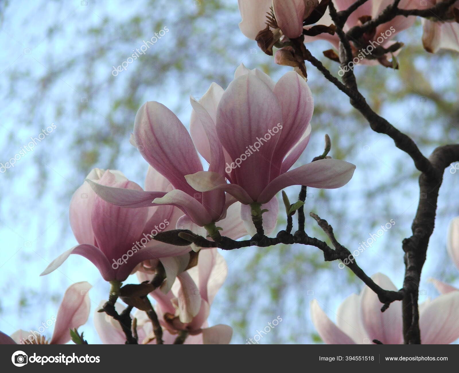 Japanese Magnolia Flower