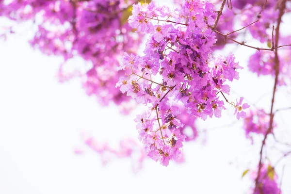 Jacaranda blossom Stock Photos, Royalty Free Jacaranda blossom Images ...