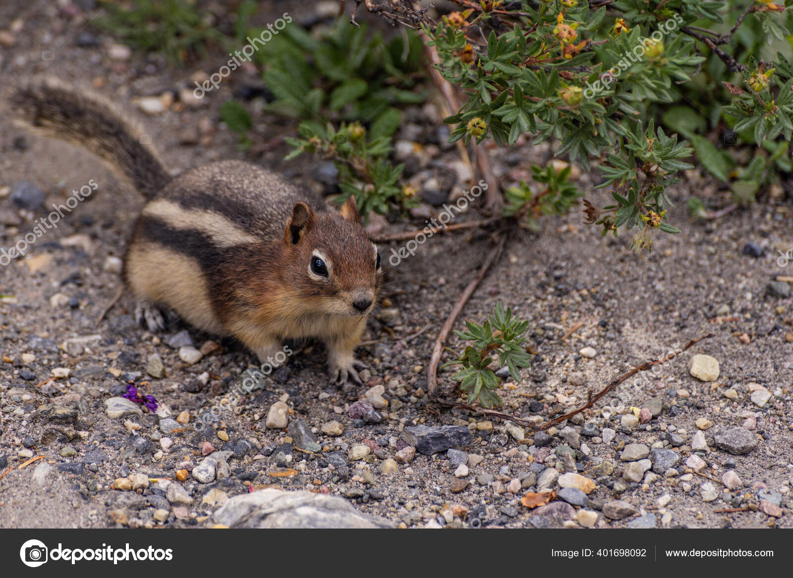 Close View Cute Wild Rodent Banff National Park — Stock Photo ...
