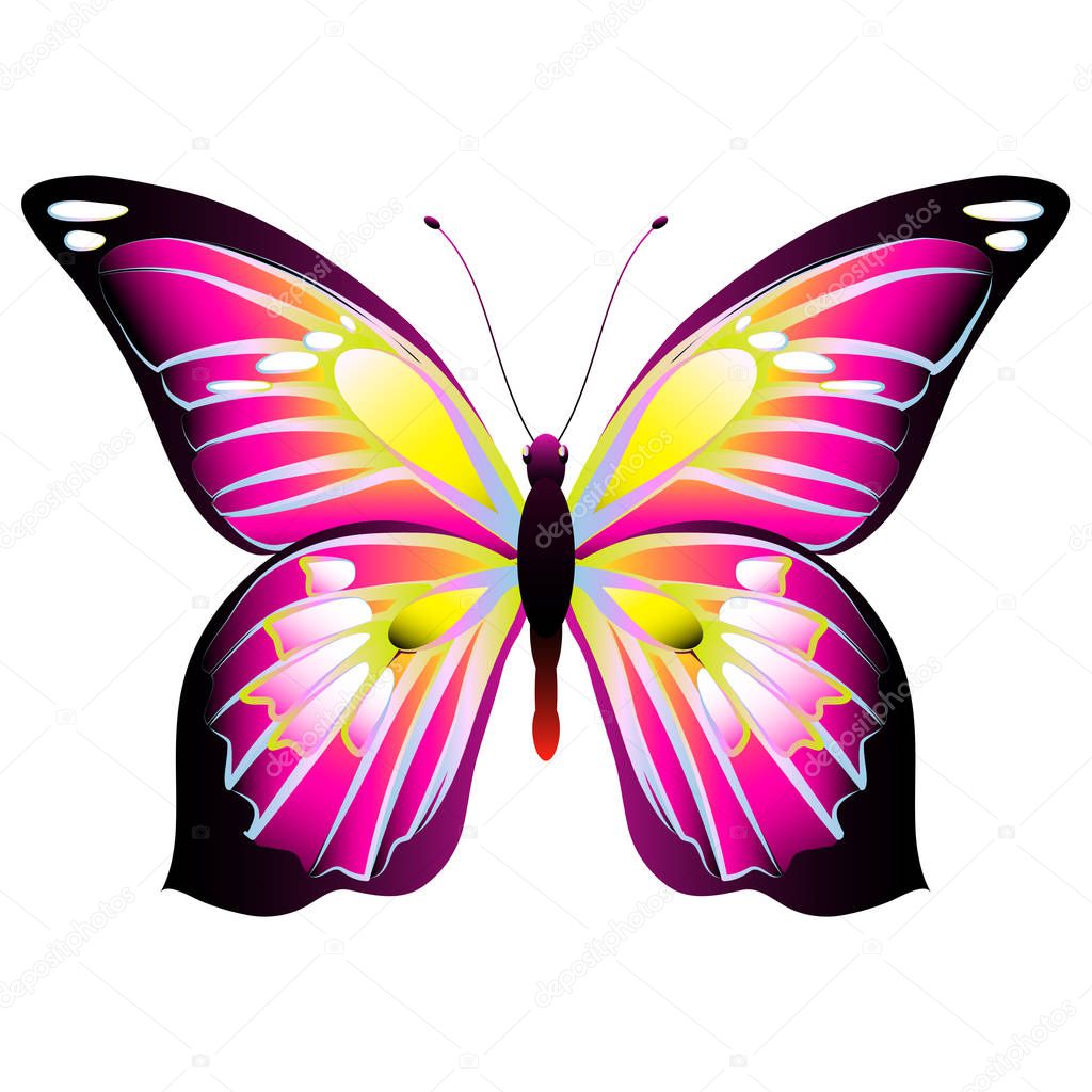 mariposa rosa brillante aislado sobre fondo blanco, vector, ilustración ...