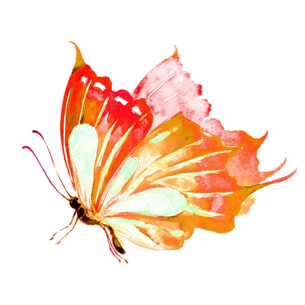 Butterfly transformation Stock Photos, Royalty Free Butterfly ...