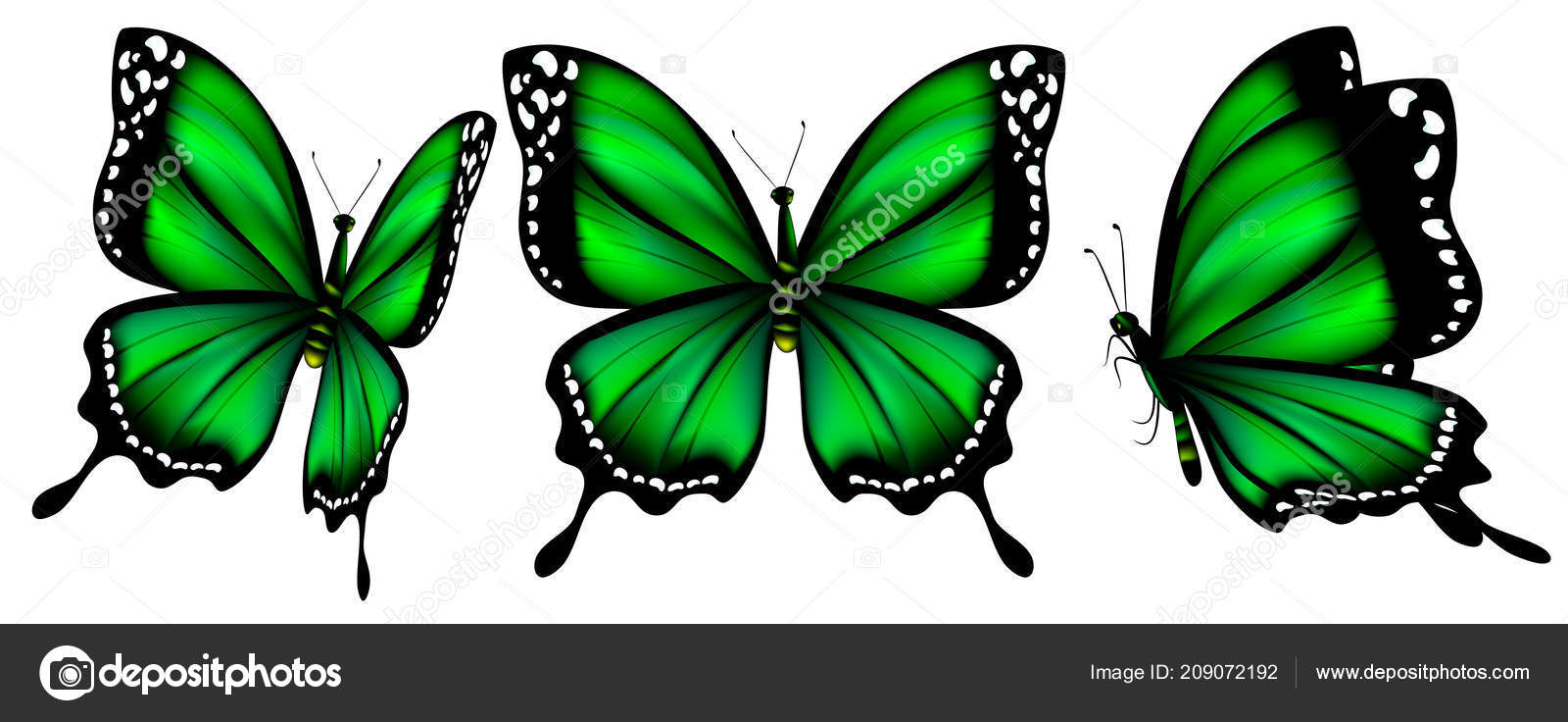 Set Three Green Butterflies Design Elements — Stock Photo © aboard ...
