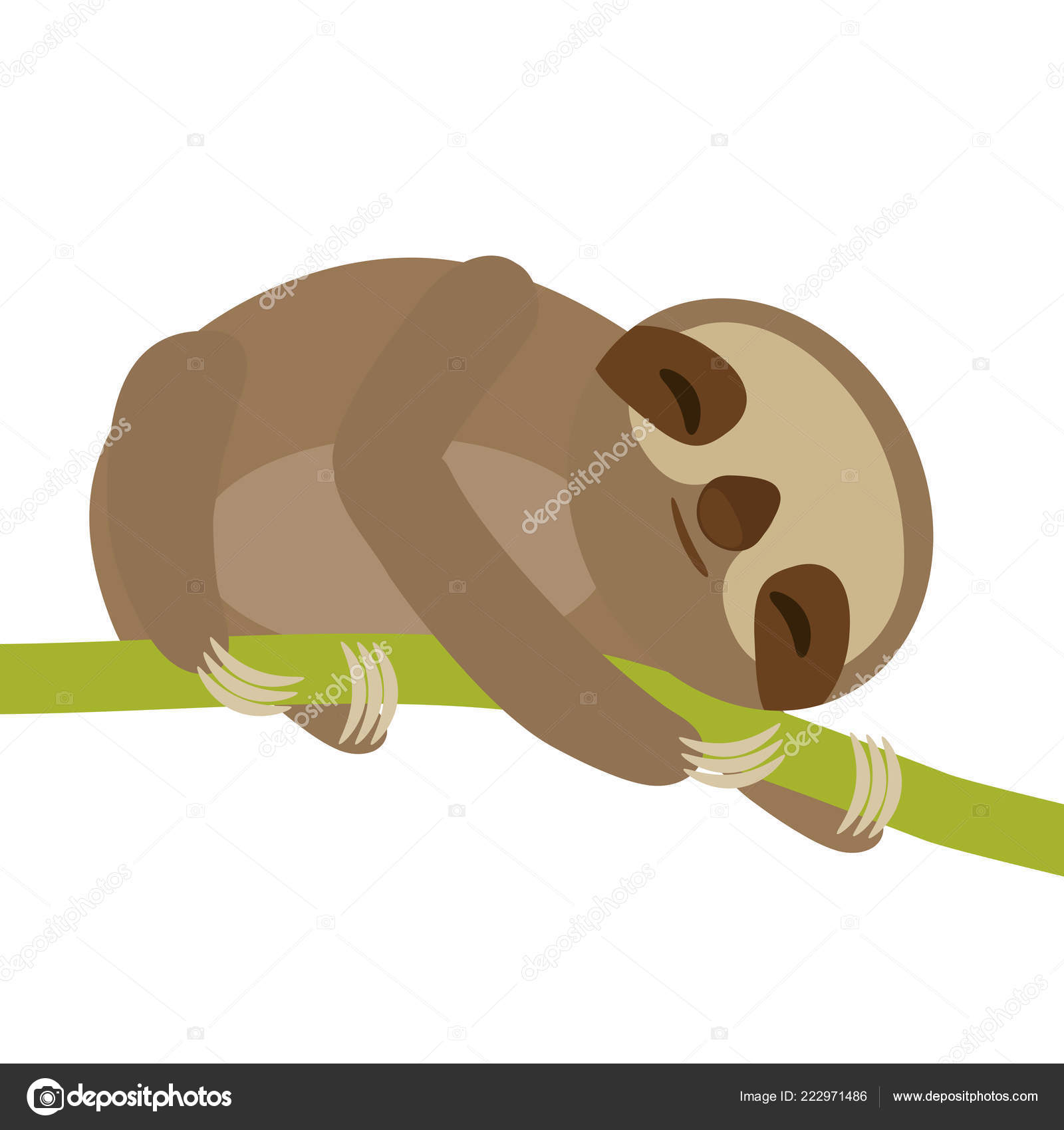Funny Cute Smiling Three Toed Sloth Green Branch Isolated White Stock ...