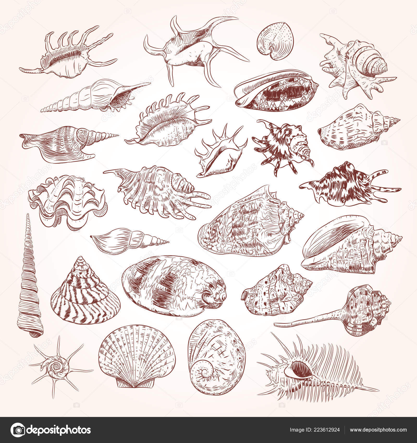 Unique Museum Collection Sea Shells Rare Endangered Species Molluscs ...