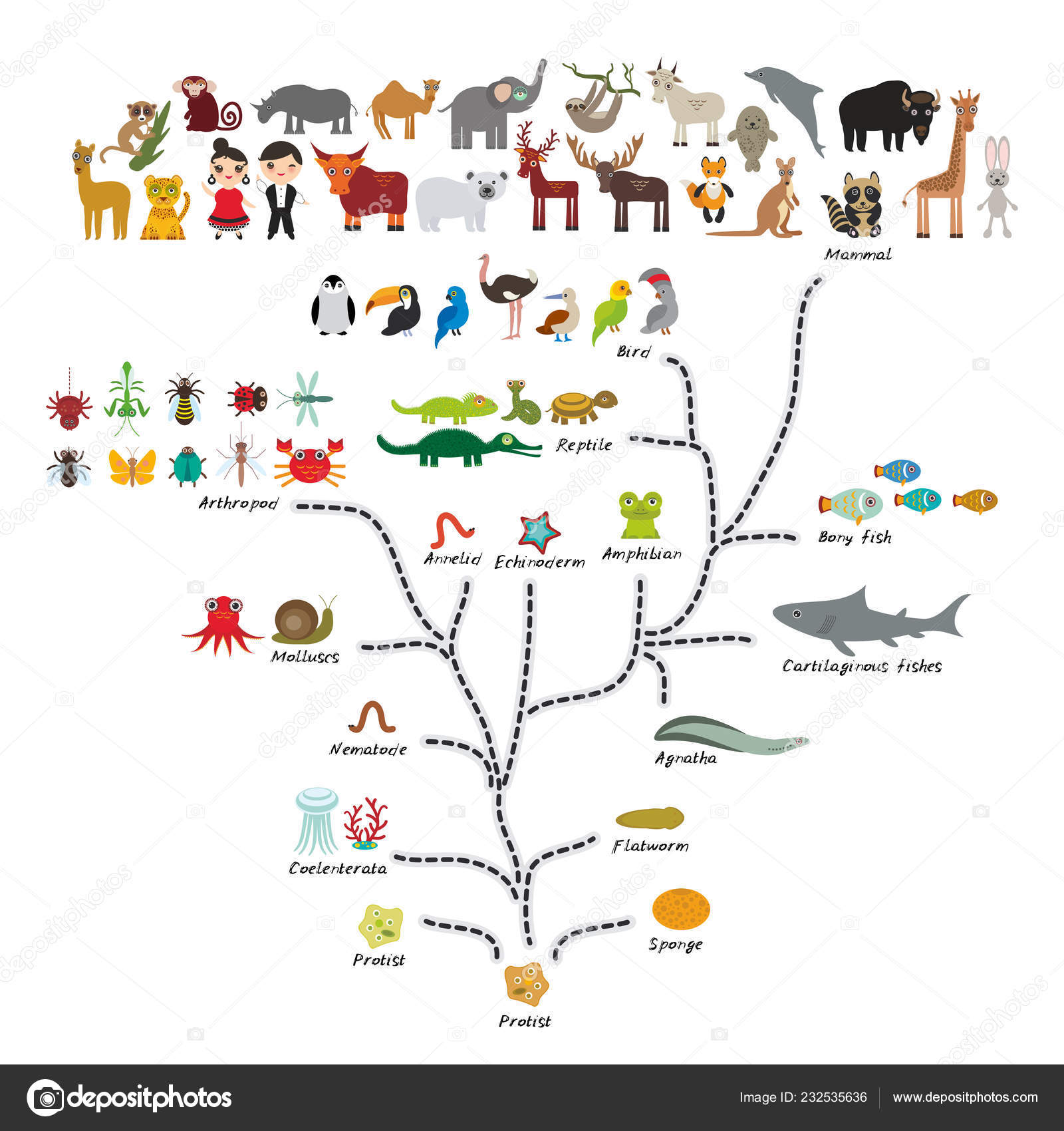 Evolution Of Animals For Kids