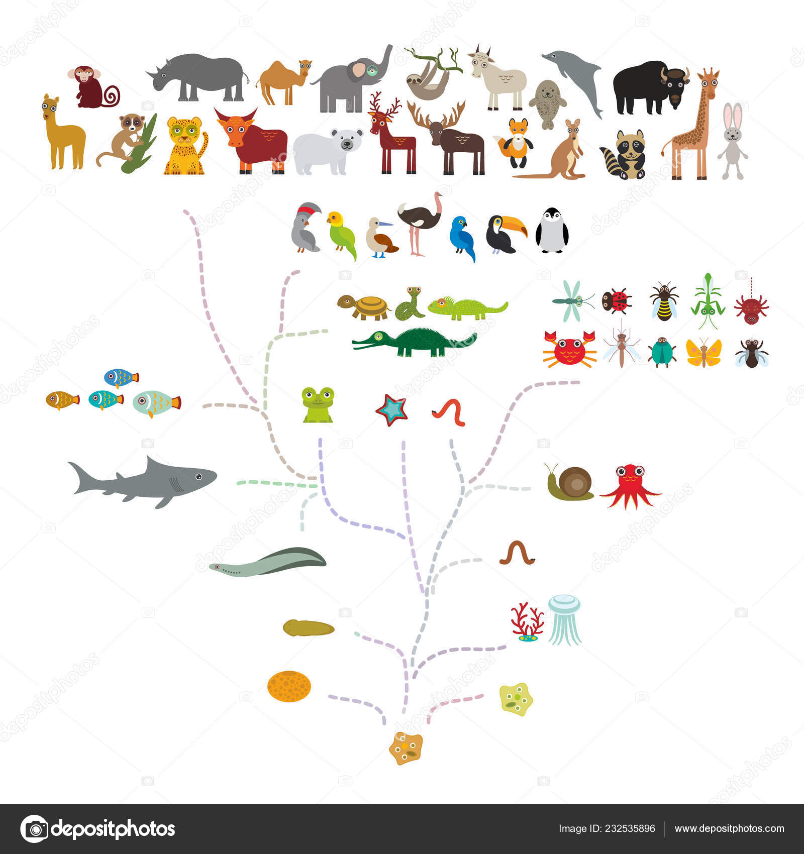 Evolution Biology Scheme Evolution Animals Isolated White Background ...