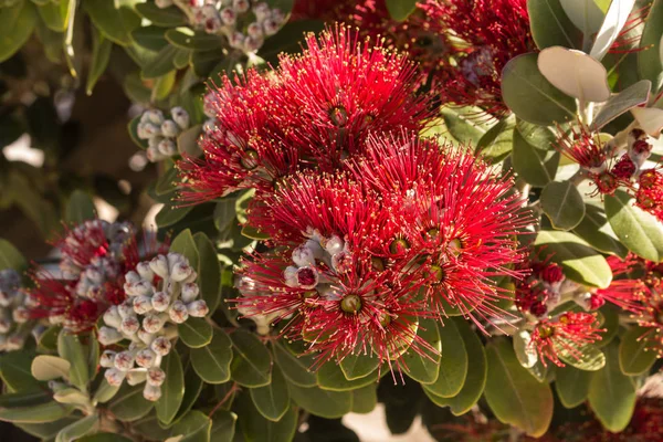 Metrosideros Stock Photos, Royalty Free Metrosideros Images | Depositphotos