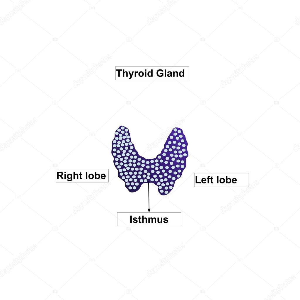 Vista frontal de la glándula tiroides sobre fondo blanco. Icono de ...