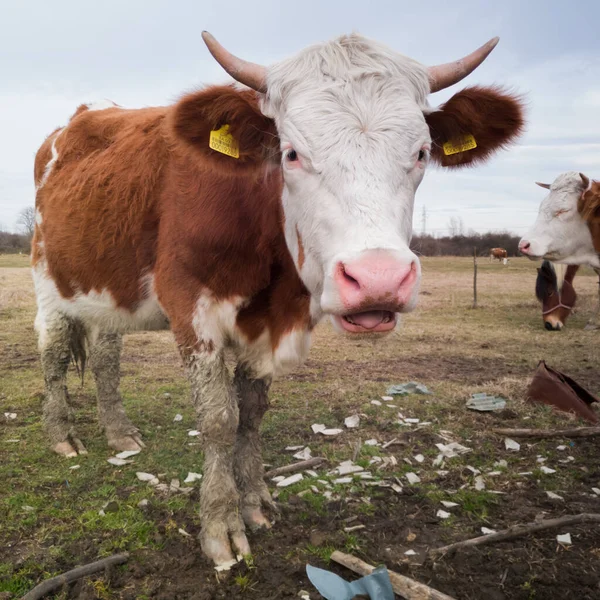 A funny grimace on the cows face after she made a mess on the pasture ...