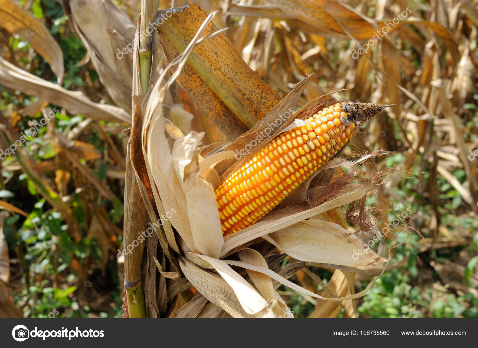 Ripe Corn Field Dry Ready Harvest Stock Photo by ©ohishidpt 196735560