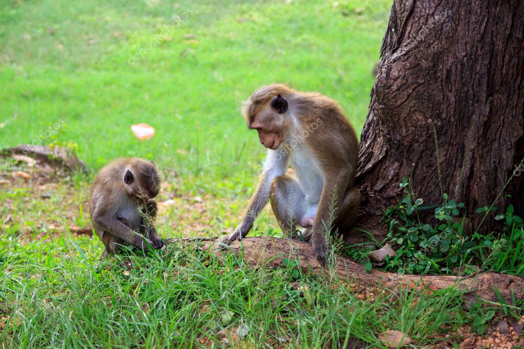 Los macacos Rhesus son primates marrones familiares con caras rojas y ...