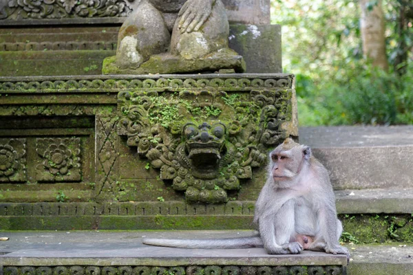 Nepal monkey temple Stock Photos, Royalty Free Nepal monkey temple ...