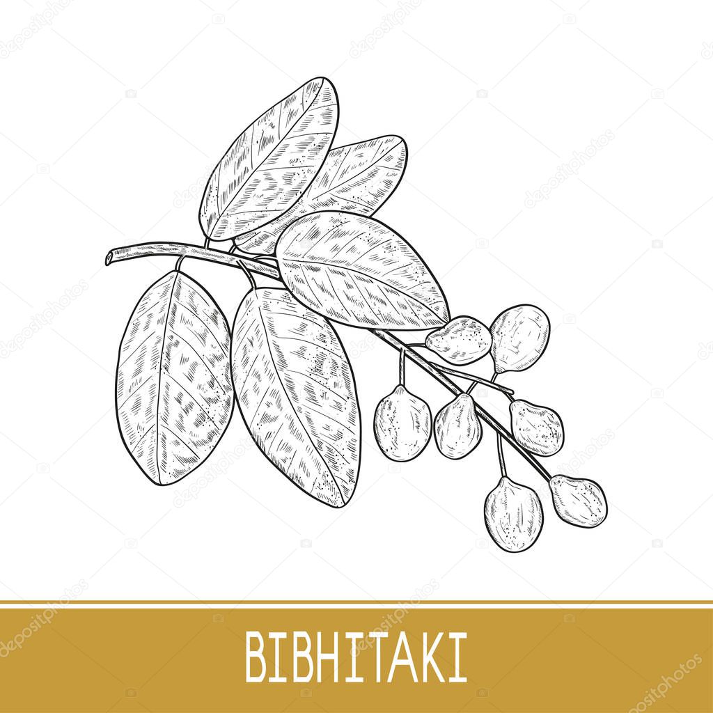 Bibhitaki. Terminalia bellirica. Planta. Hoja, rama, fruta, baya ...
