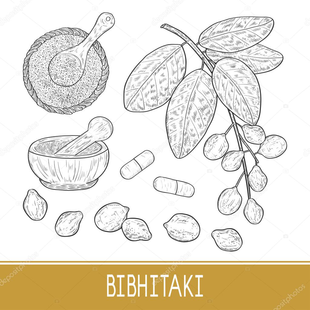 Bibhitaki. Terminalia bellirica. Planta. Hoja, rama, fruta, baya. Polvo ...